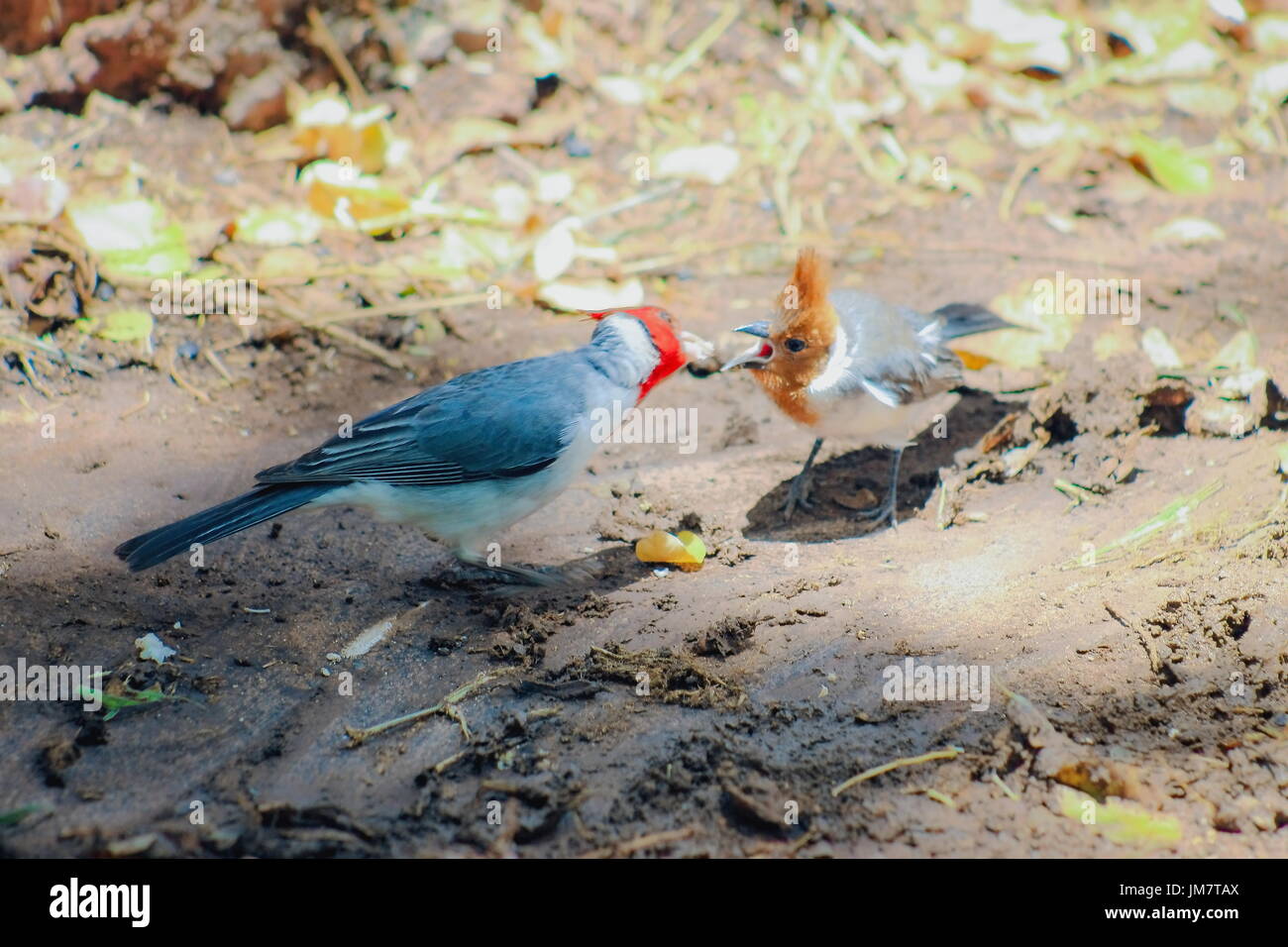 Hawaiian cardinal hi-res stock photography and images - Alamy