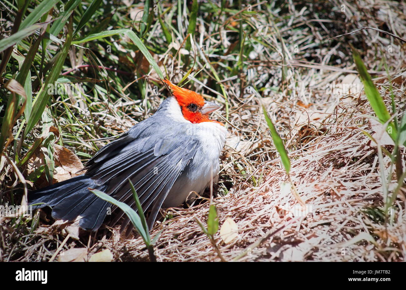 Hawaiian Cardinal High Resolution Stock Photography and Images - Alamy