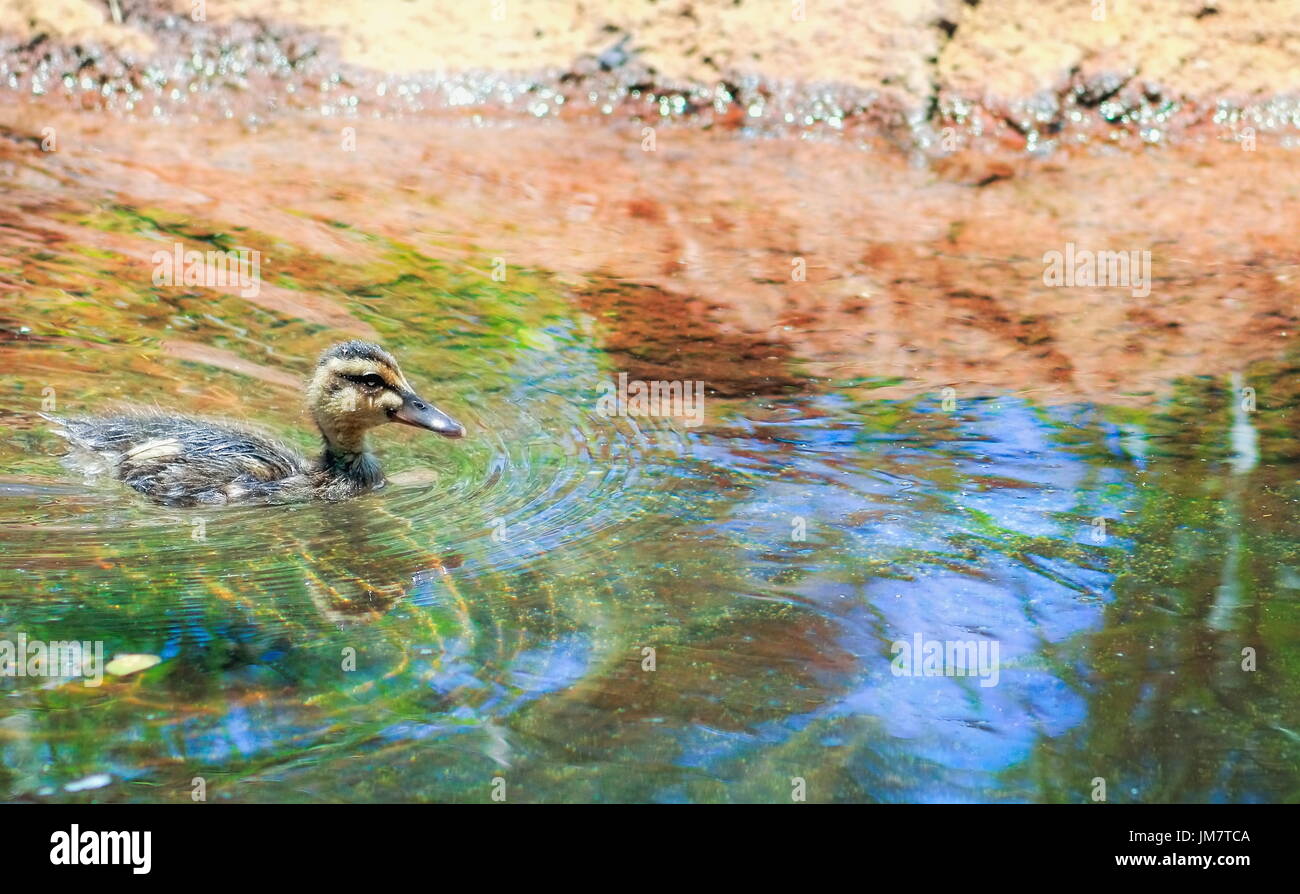 Duckling swimming hi-res stock photography and images - Alamy