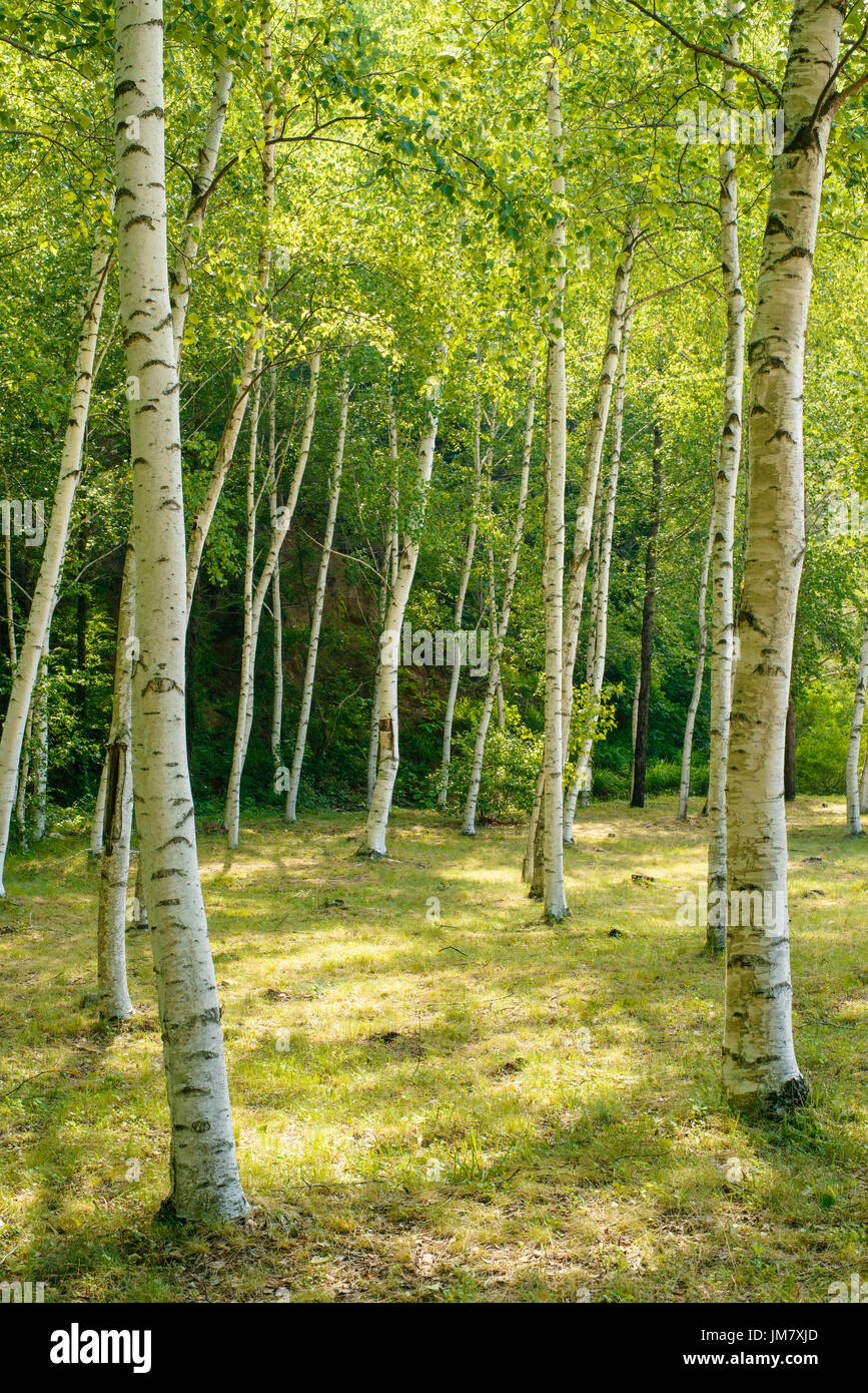 Birch tree forest hi-res stock photography and images - Alamy