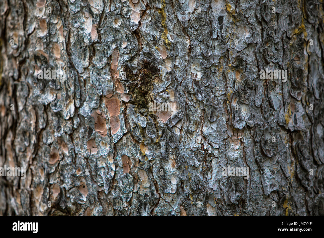 Close up of Canadian Rockies Pine tree showing the incredible detail of ...