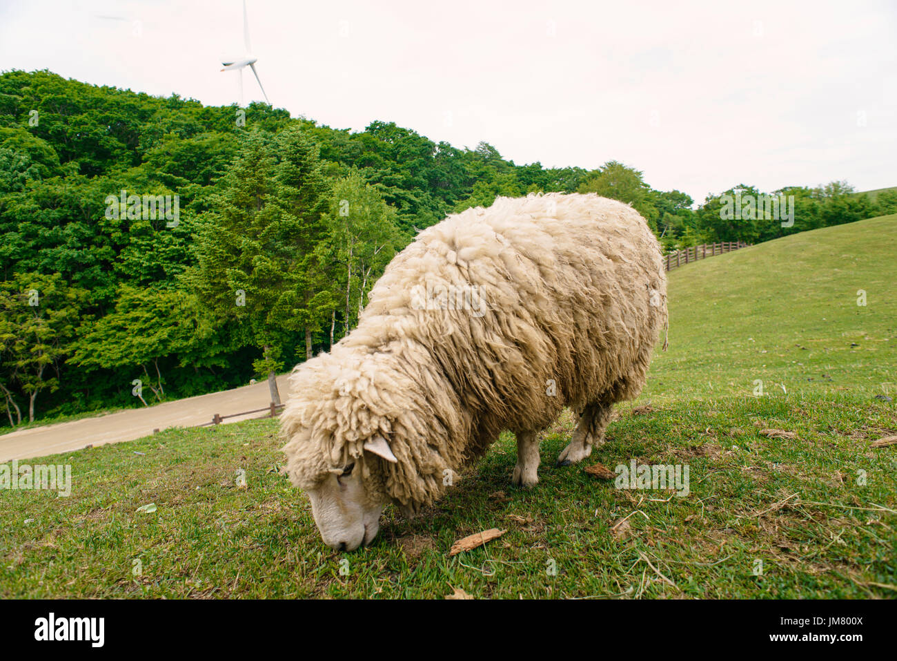 Sheep grazing in grasslands Stock Photo - Alamy