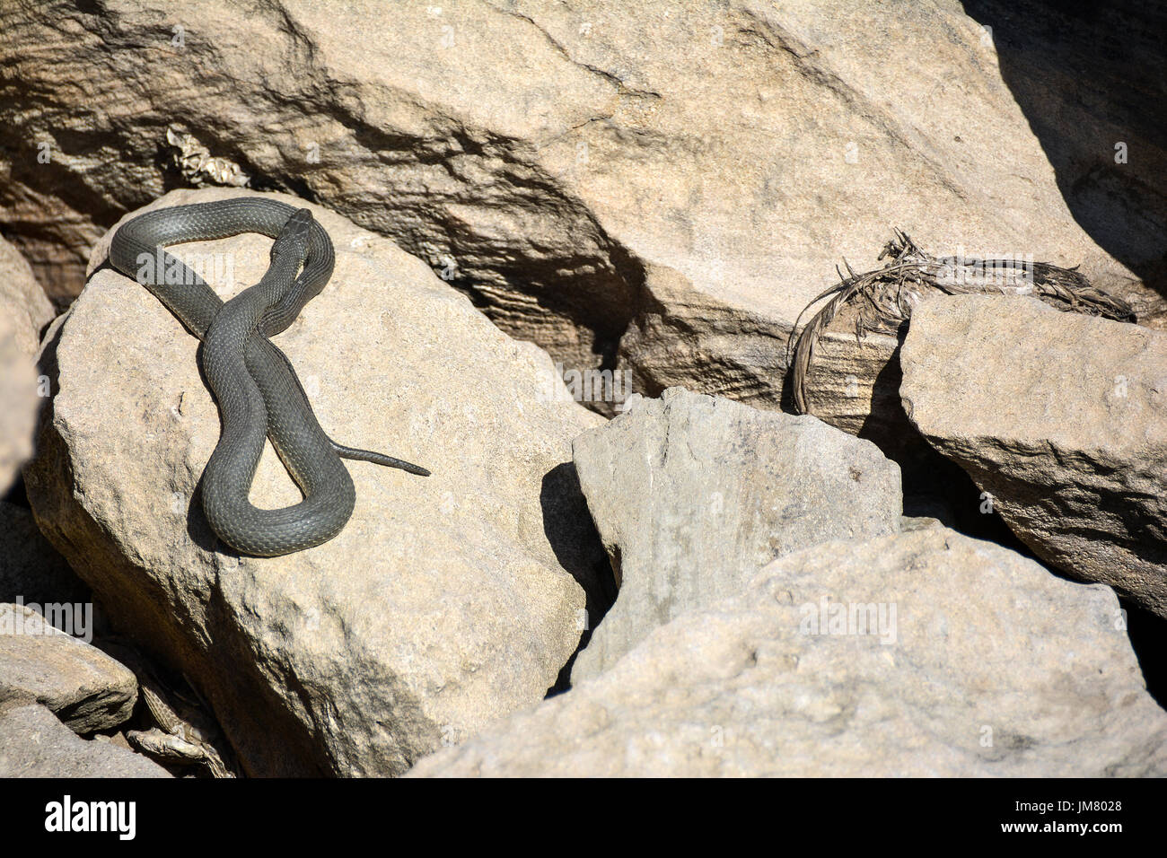 Snake on rocks Stock Photo - Alamy
