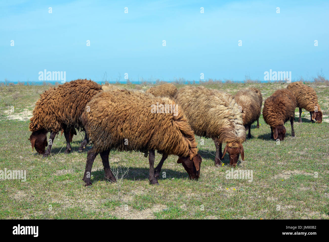 Sheeps and sheepdog in nature hi-res stock photography and images - Alamy