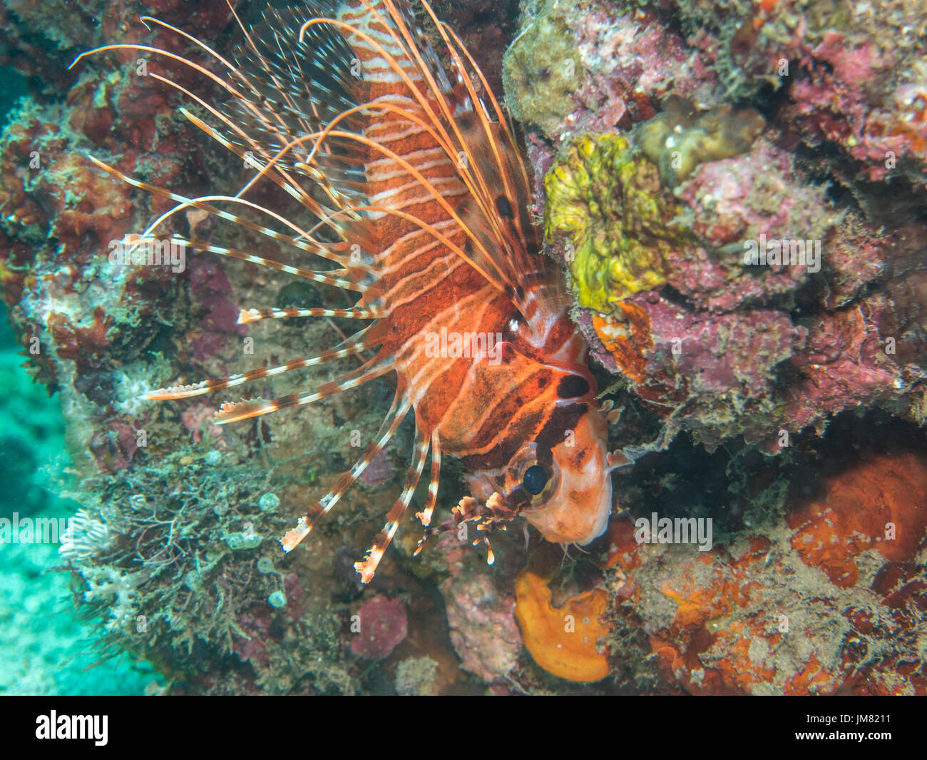 colorful Lionfish at the coral, Philippines Stock Photo - Alamy