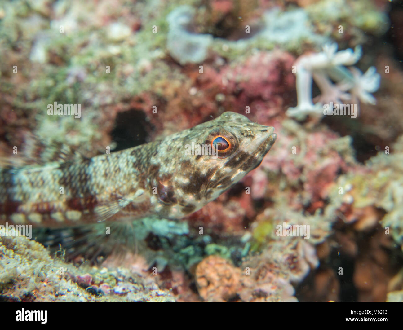 tropical fish at the coral, Philippines Stock Photo - Alamy