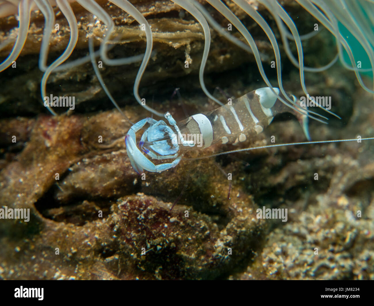 Coral ghost shrimp hi-res stock photography and images - Alamy