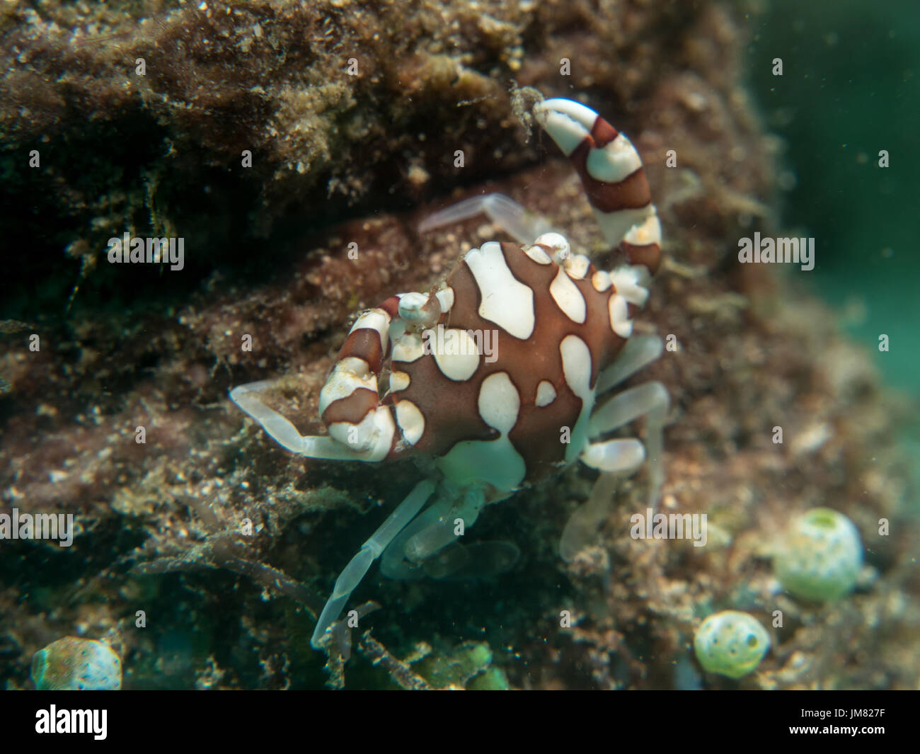 Porcelain Anemone Crab at sea anemone, Philippines Stock Photo - Alamy