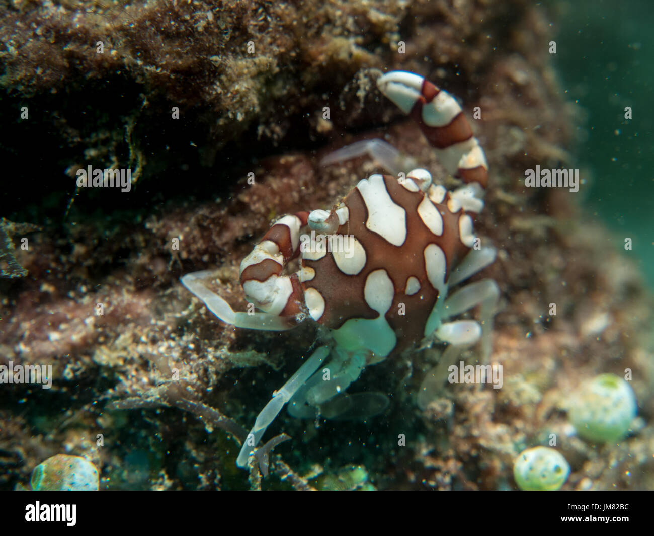 Porcelain Anemone Crab at sea anemone, Philippines Stock Photo - Alamy