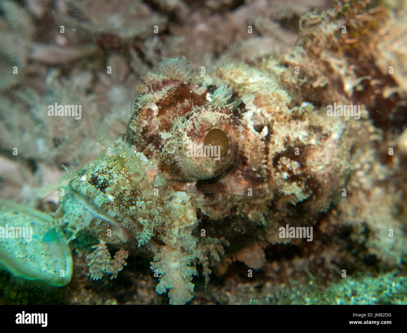 scorpion fish at the coral, Philippines Stock Photo - Alamy