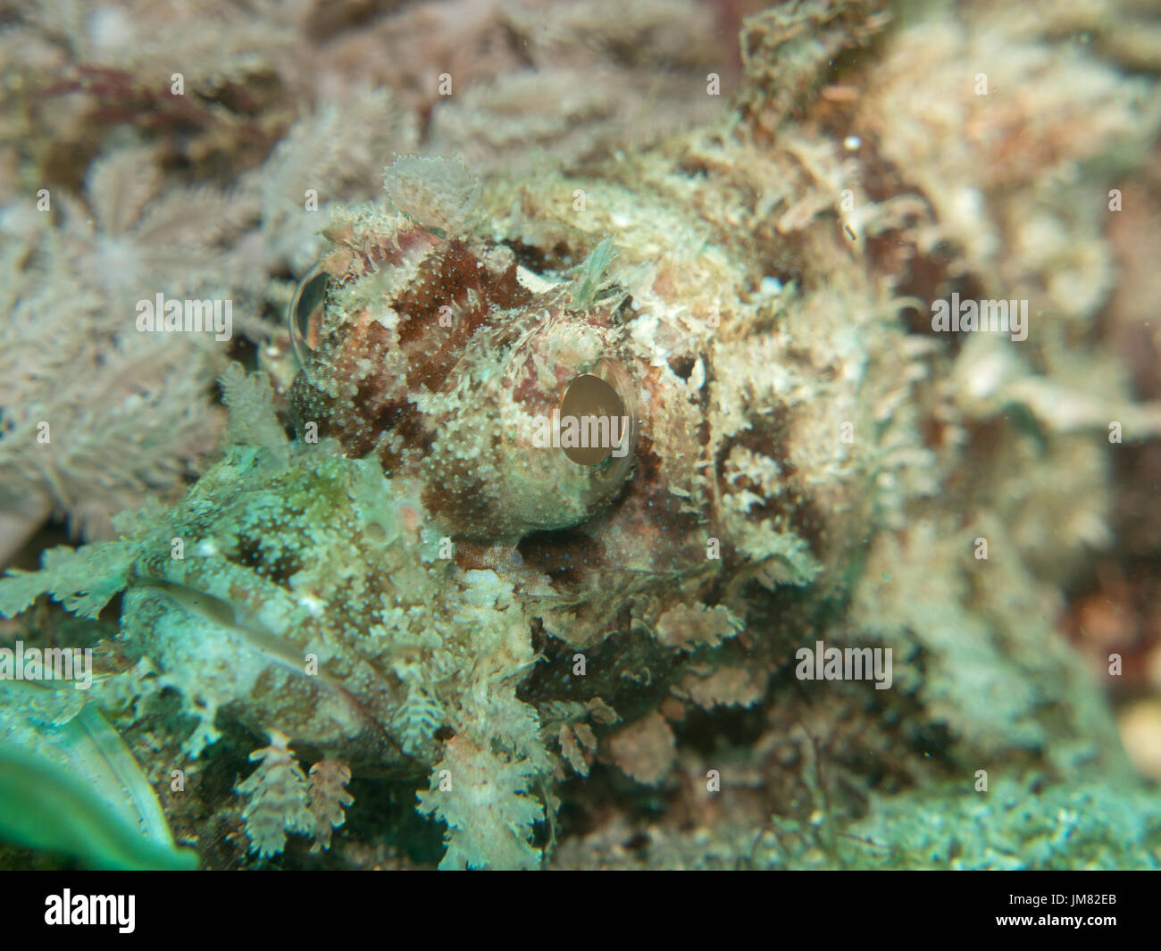 scorpion fish at the coral, Philippines Stock Photo - Alamy