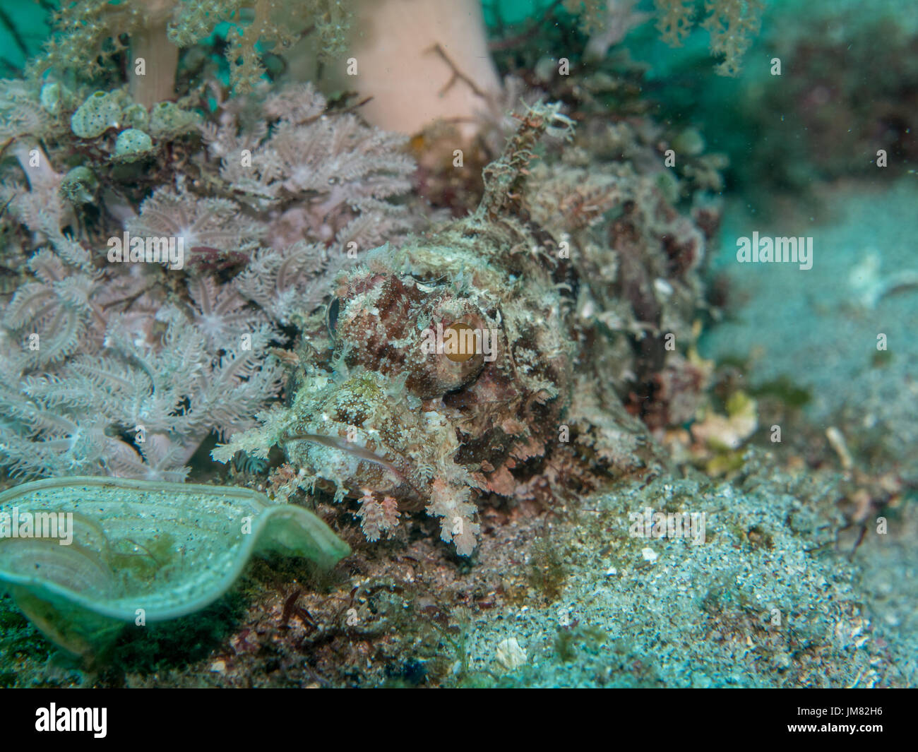 scorpion fish at the coral, Philippines Stock Photo - Alamy