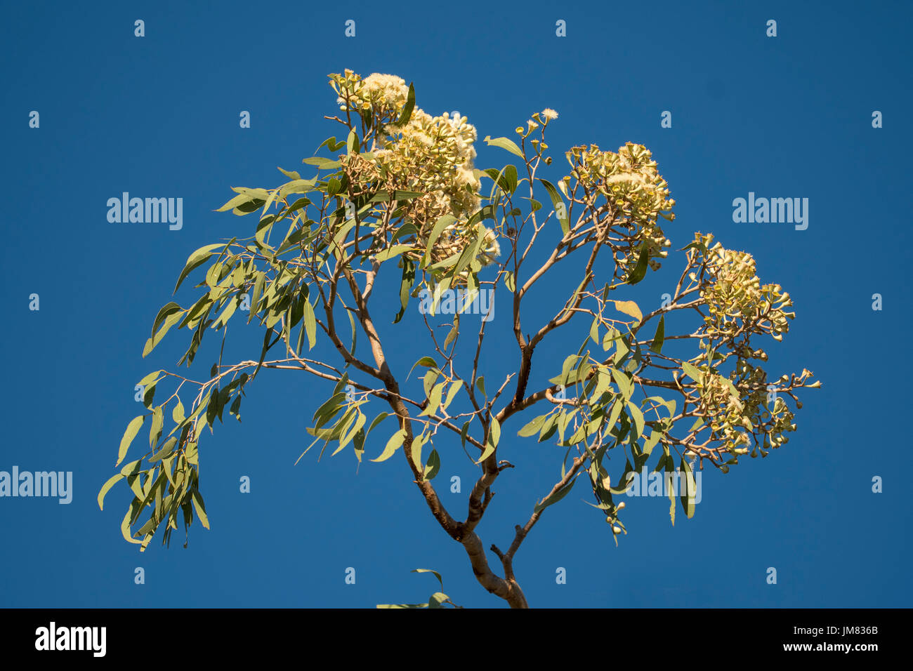 Bloodwood tree hi-res stock photography and images - Alamy