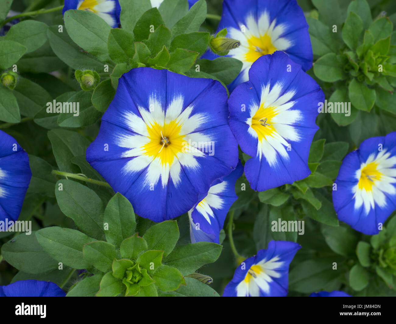 Convolvulus blue flowers convolvulus hi-res stock photography and ...