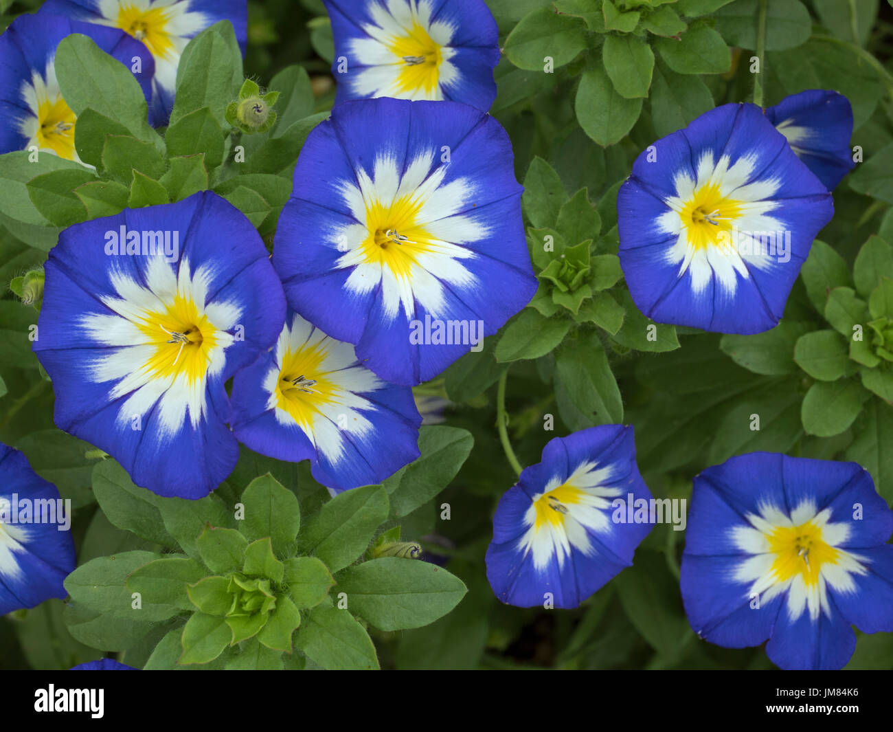 Annual Convolvulus Convolvus tricolour Norfolk UK Stock Photo - Alamy
