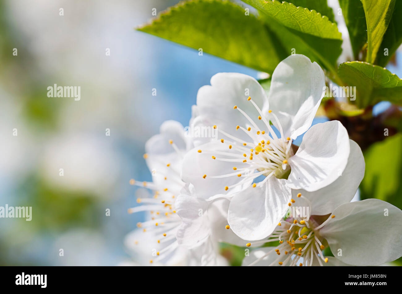 Pear blossom close up tree trees flowers in flower hi-res stock ...