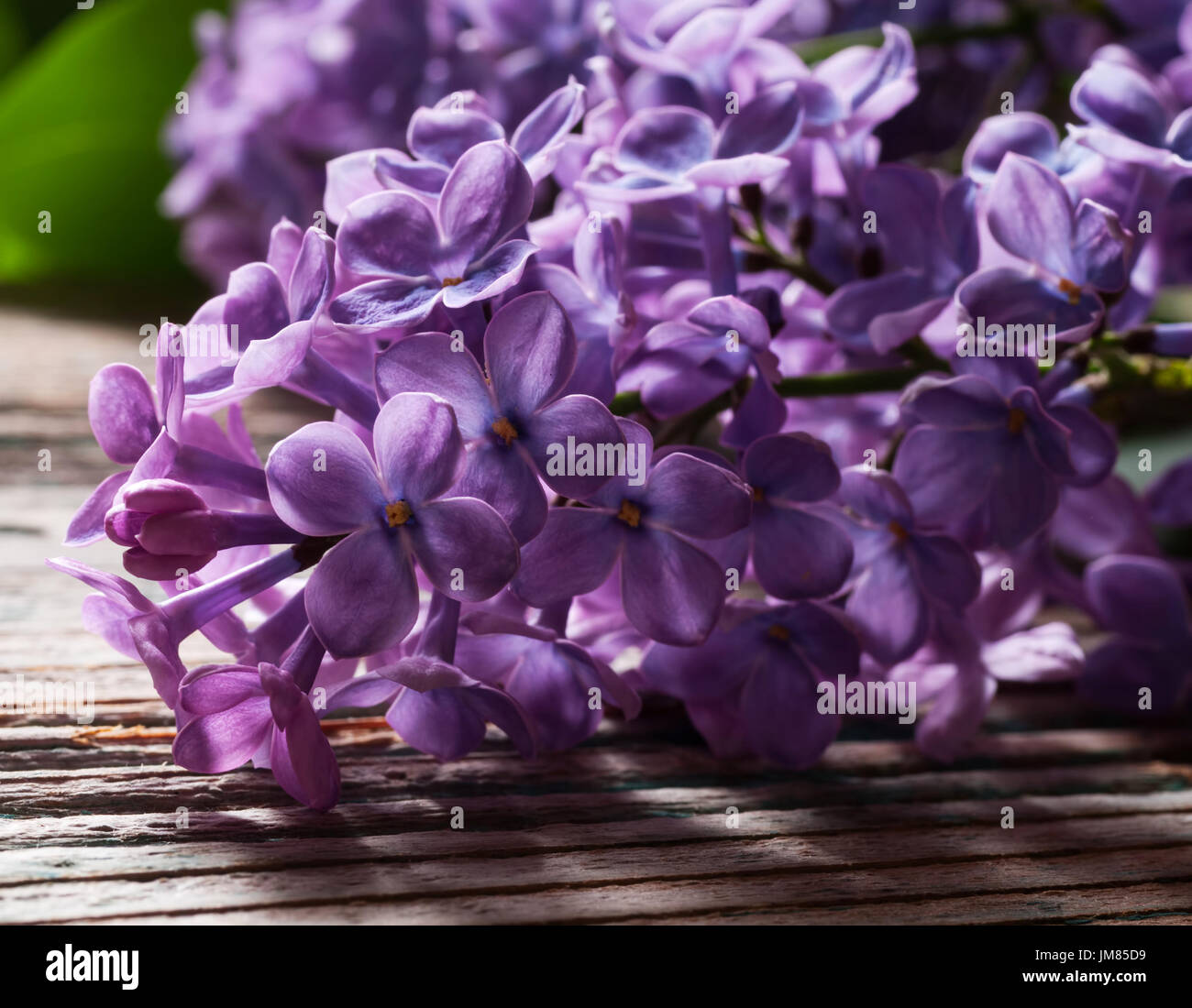 Purple Lilac flowers Stock Photo - Alamy