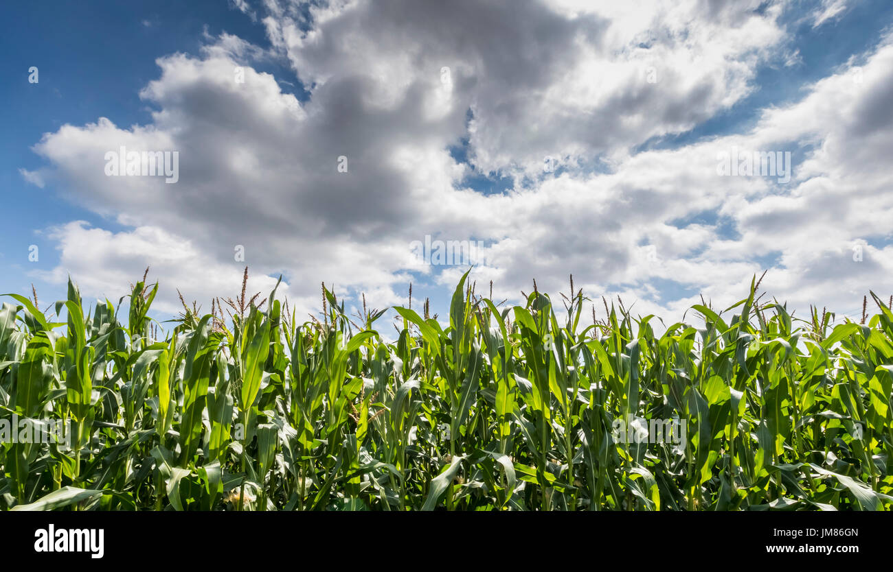 Growing maize in fields at St Briavels, Gloucestershire. Forest of Dean ...
