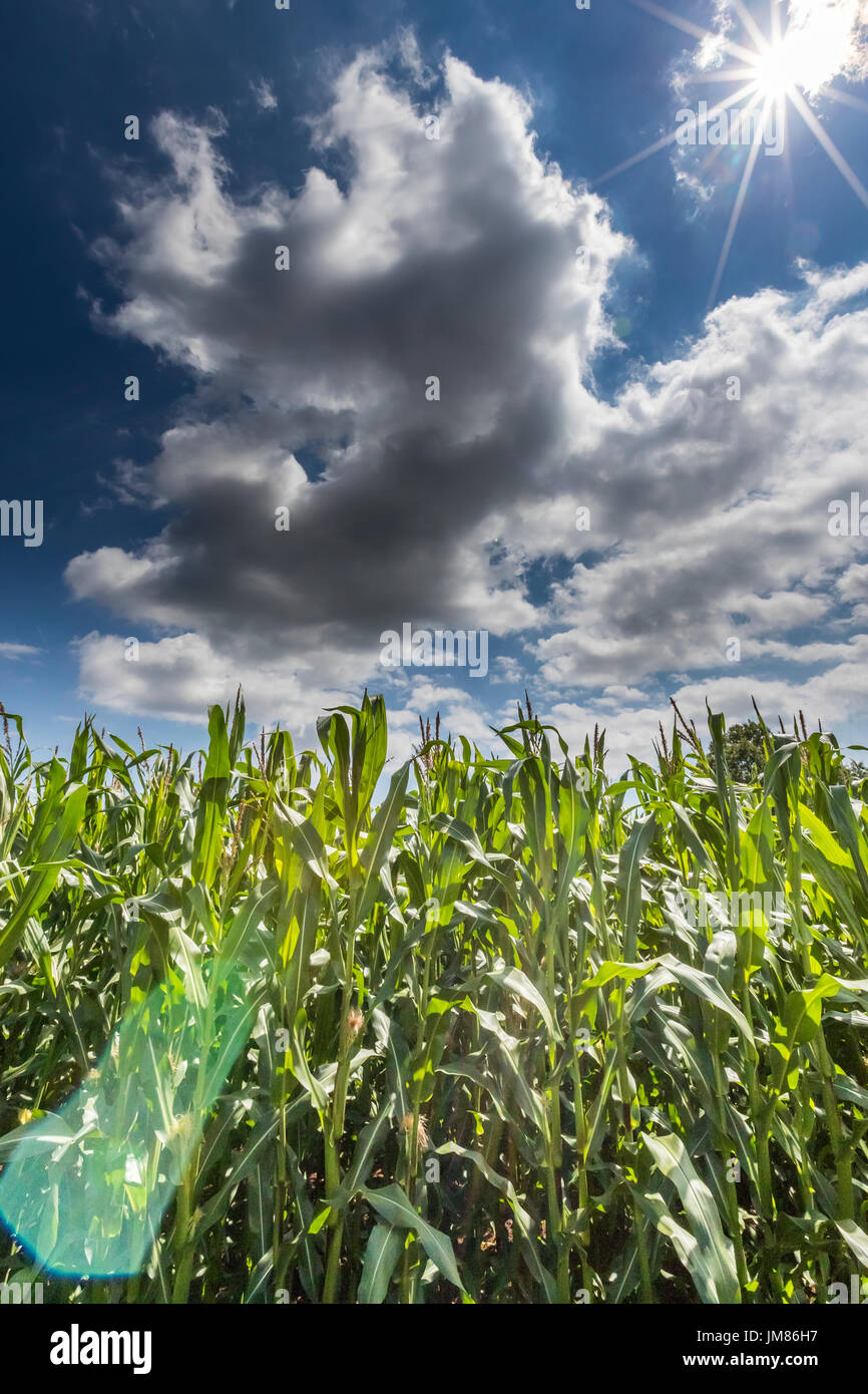 Growing maize in fields at St Briavels, Gloucestershire. Forest of Dean ...
