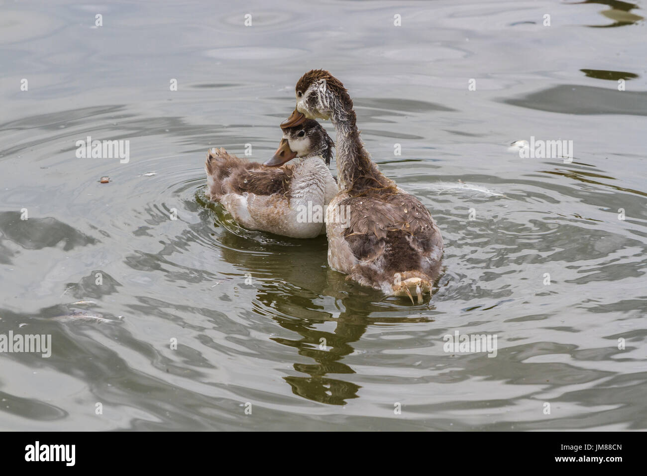 Common Shelduck chicks at Slimbridge Stock Photo - Alamy
