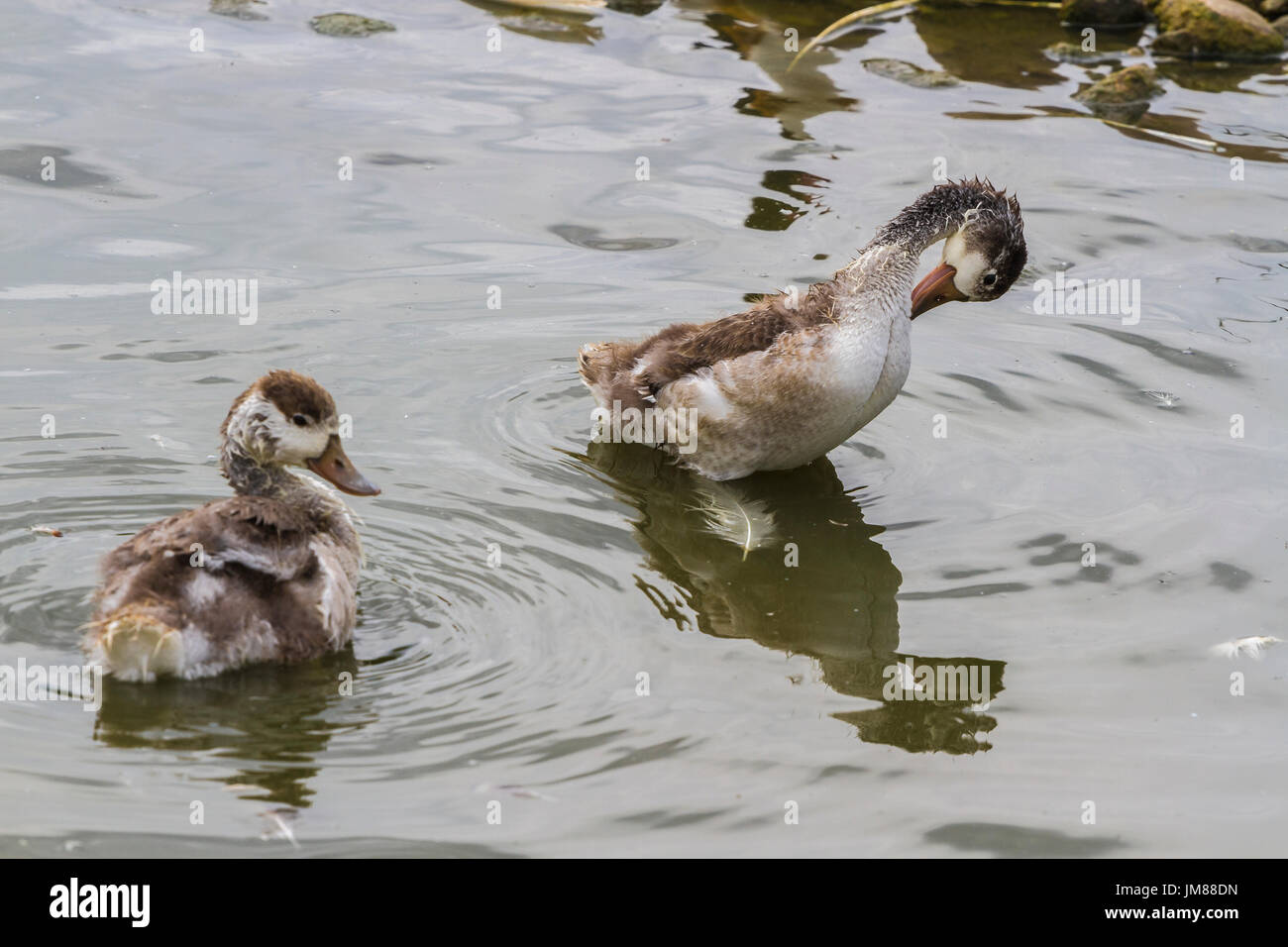 Common Shelduck chicks at Slimbridge Stock Photo - Alamy