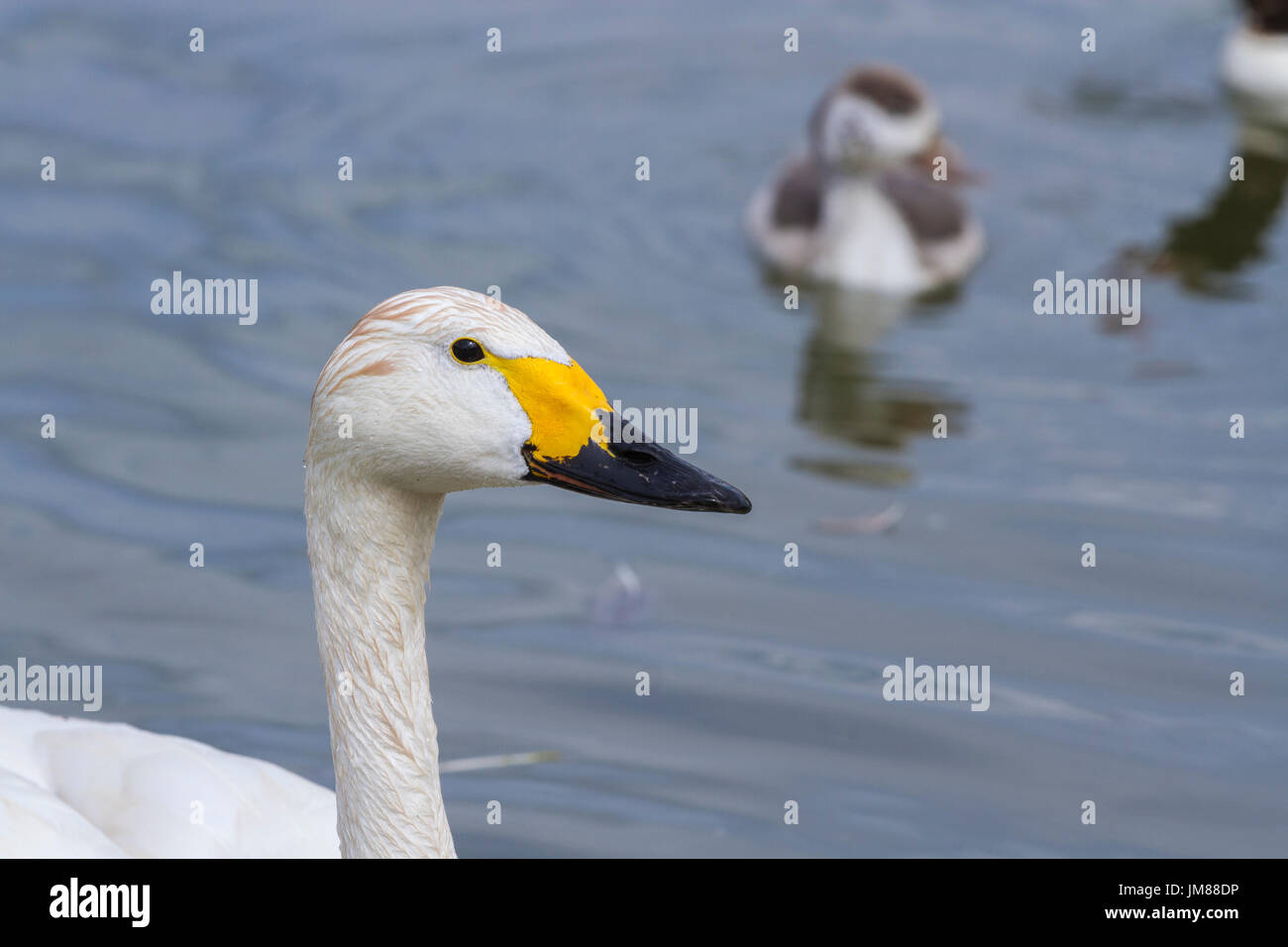 Yellow bill swan hi-res stock photography and images - Alamy