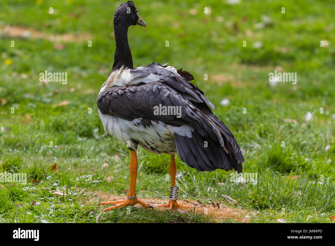 Magpie Goose at Slimbridge Stock Photo - Alamy