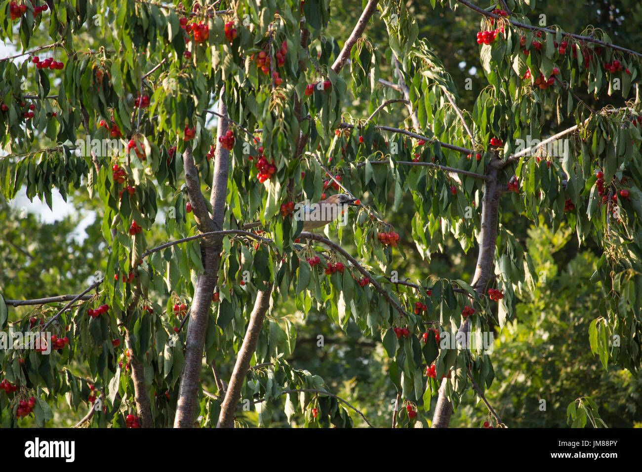 Cherry tree ivy hi-res stock photography and images - Alamy
