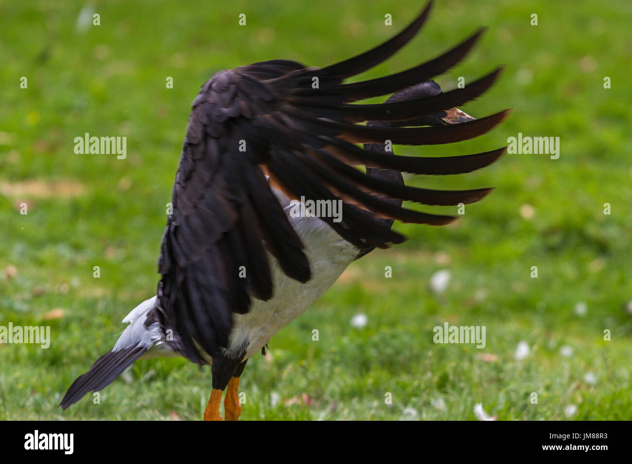 Magpie Goose at Slimbridge Stock Photo - Alamy