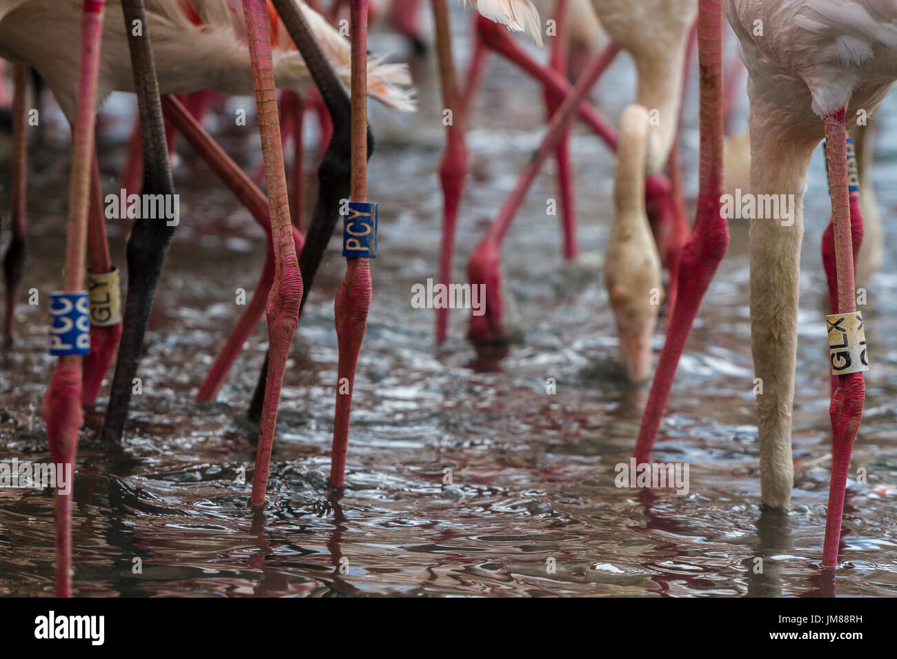 Collection of Greater Flamingo legs at Slimbridge Stock Photo - Alamy