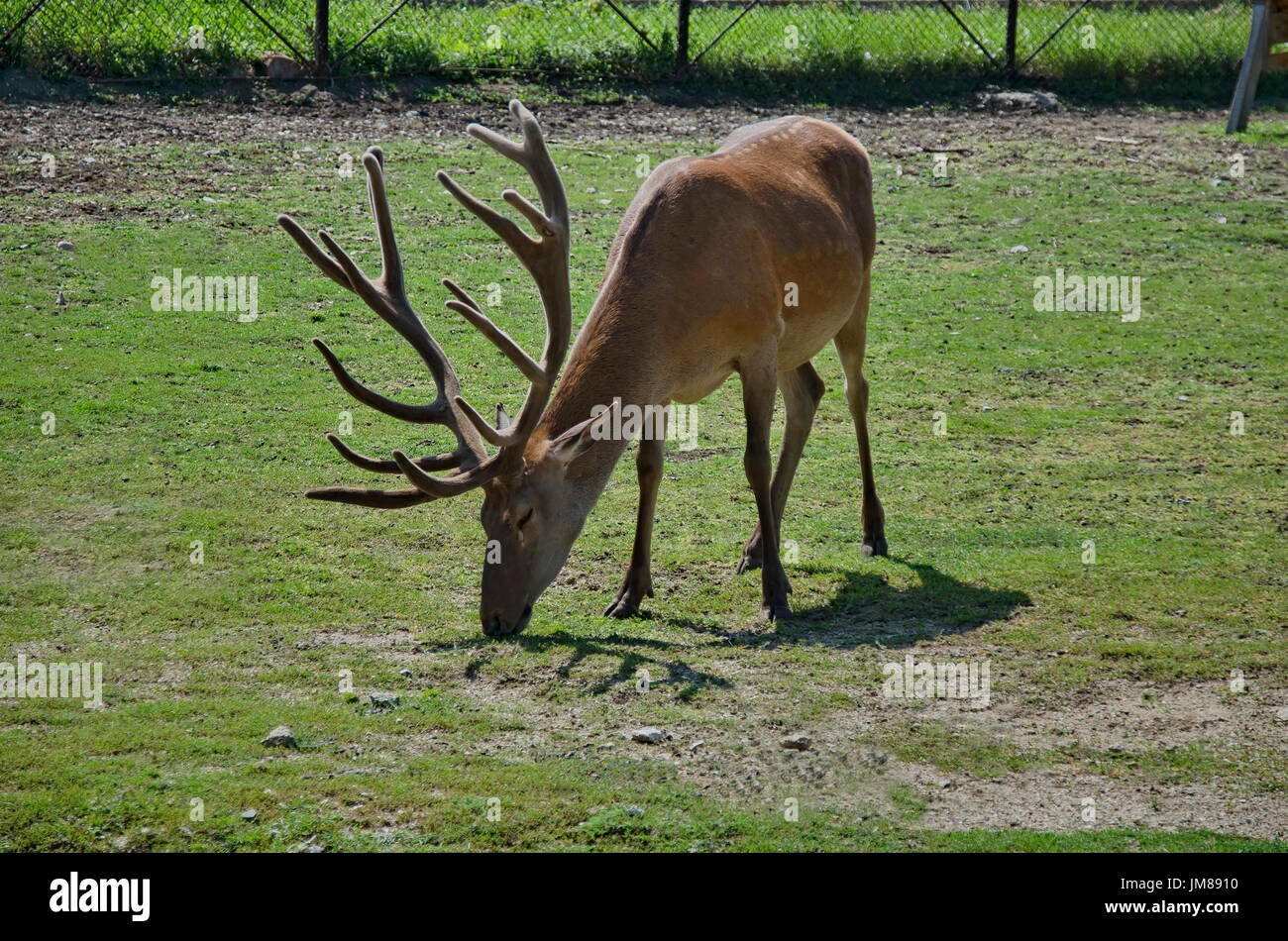 Deer head turn hi-res stock photography and images - Alamy