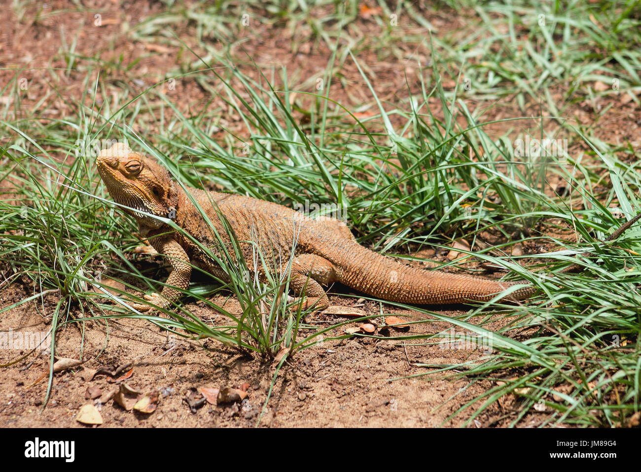 Close up image of a Pogona - common name bearded dragon Stock Photo - Alamy