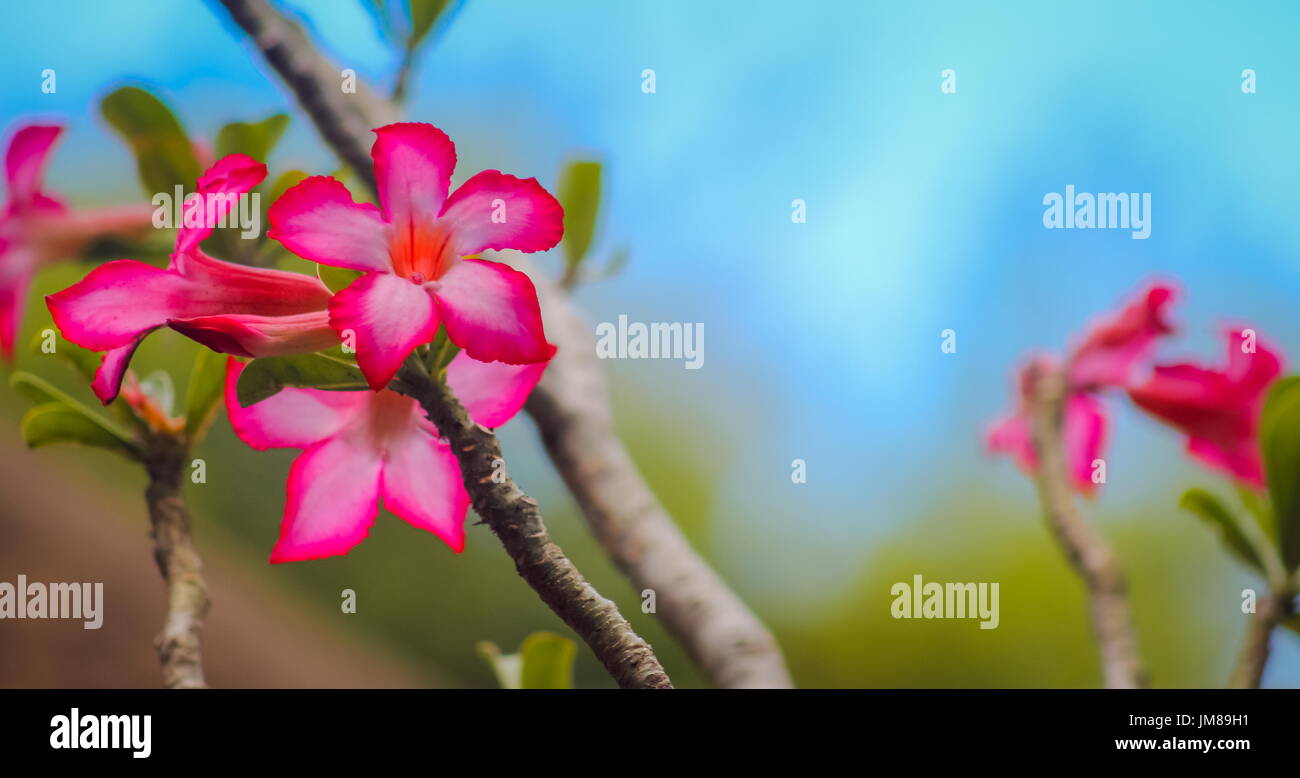 Close up image of pink Impala Lily flowers (Adenium obesum Stock Photo ...