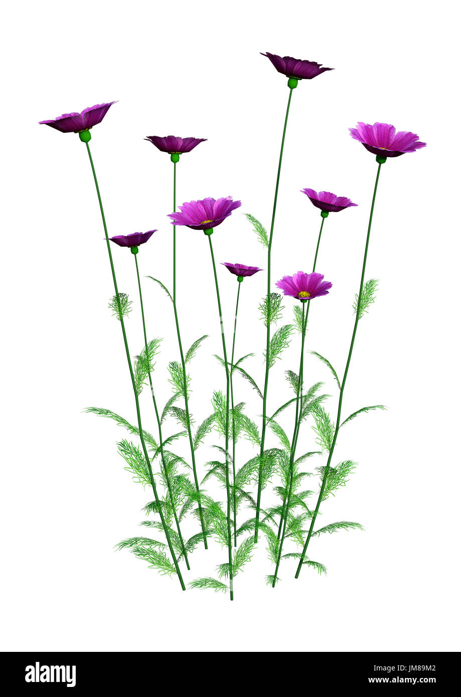 3D rendering of cosmos flowers isolated on white background Stock Photo ...