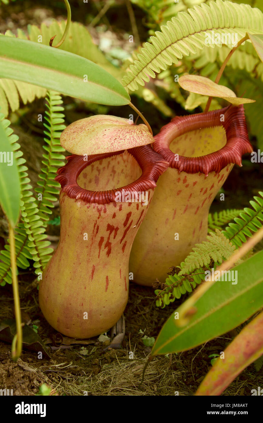 nepenthes, pitcher plant Stock Photo - Alamy