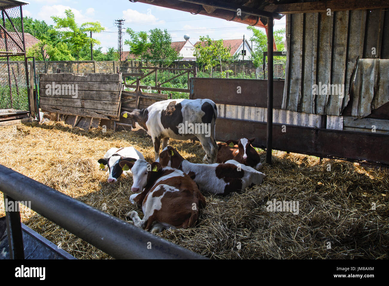 Cows rest and spend their day in the afternoon sun Stock Photo - Alamy