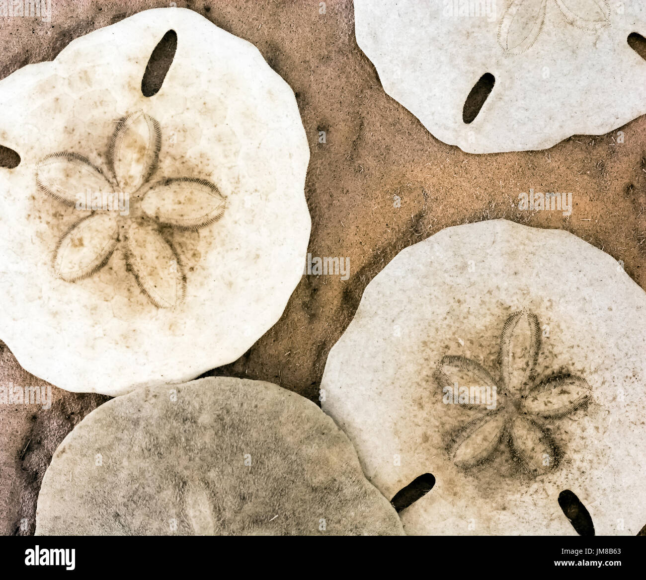 Collection of sand dollars hi-res stock photography and images - Alamy