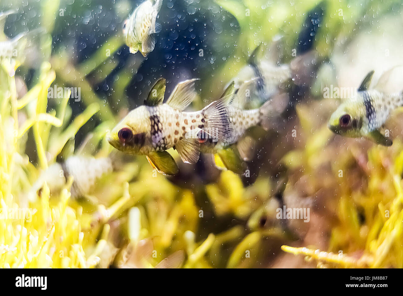 Pajama cardinalfish hi-res stock photography and images - Alamy