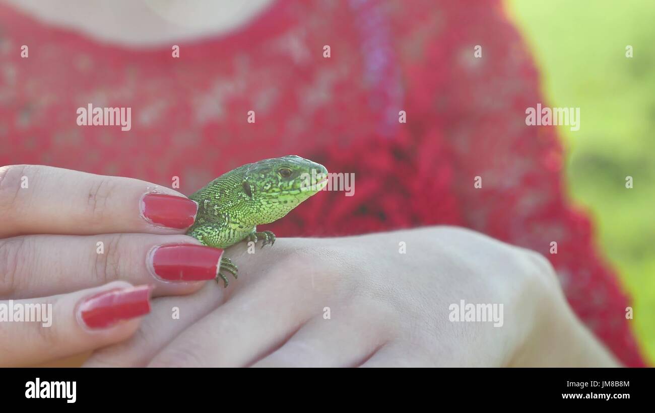 The girl is holding a lizard. Girl in nature holds a green lifestyle ...