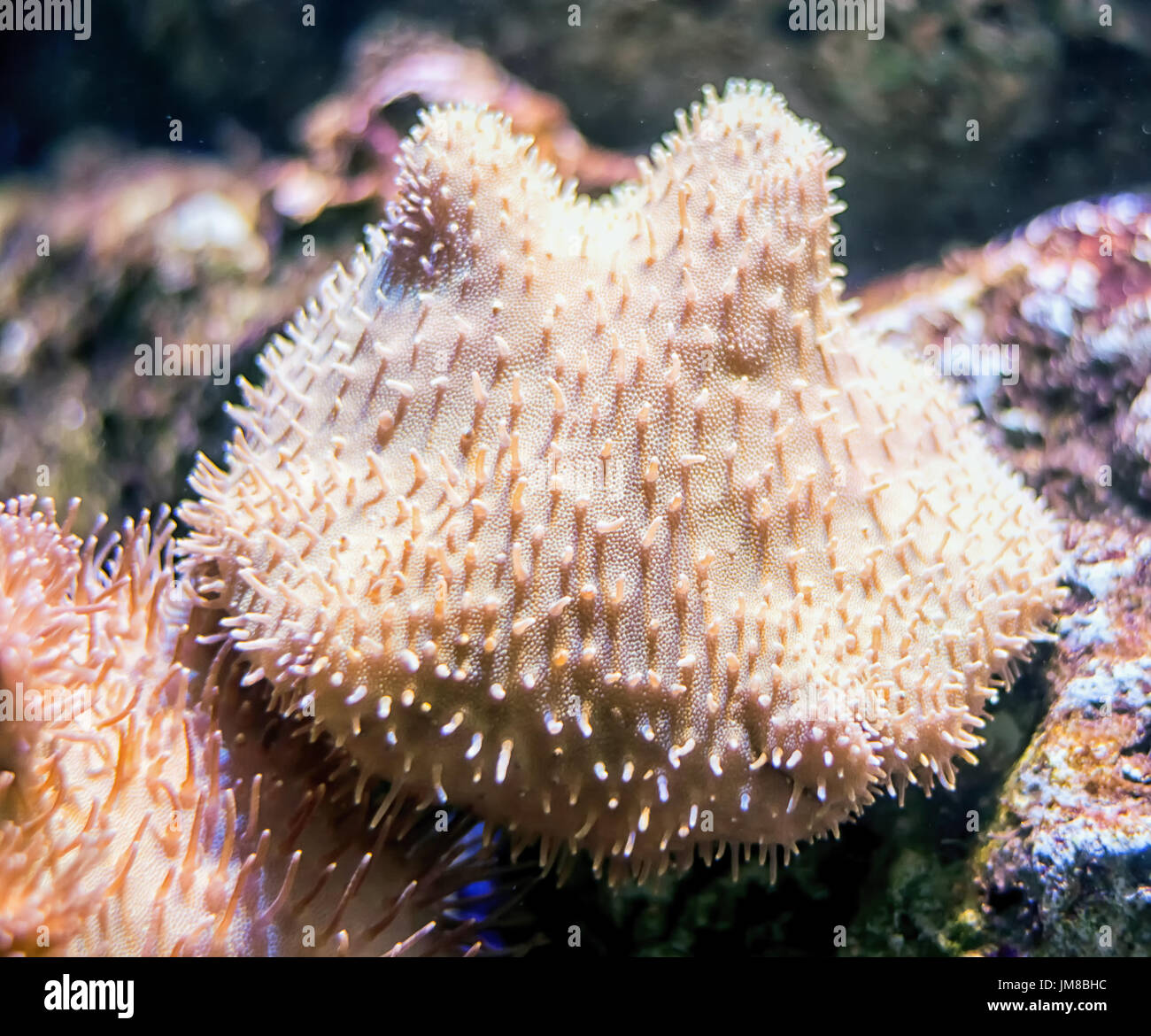 Seamless coral wallpaper hi-res stock photography and images - Alamy