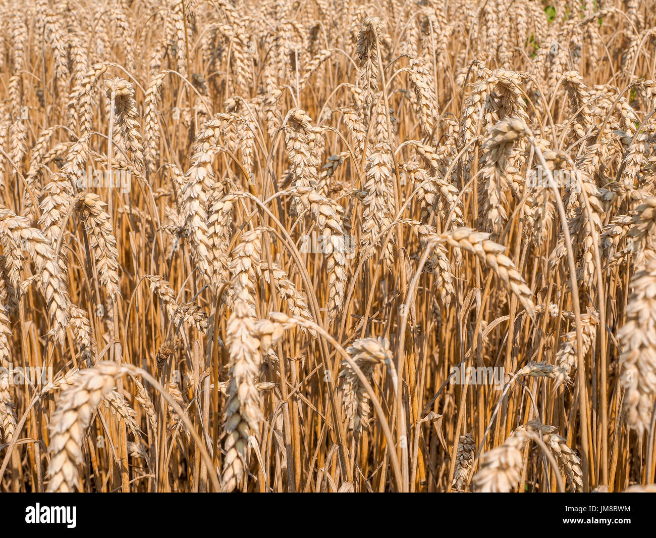 Mature growth wheat hi-res stock photography and images - Alamy