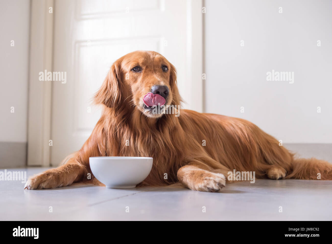 The Golden Retriever eating Stock Photo - Alamy