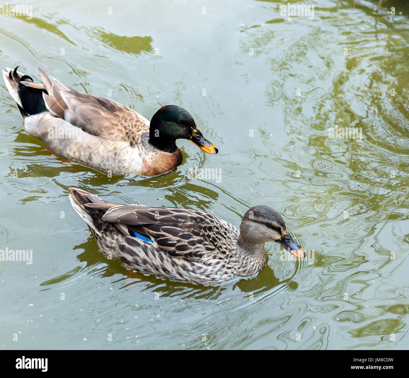 Lake with ducks in the water Stock Photo - Alamy