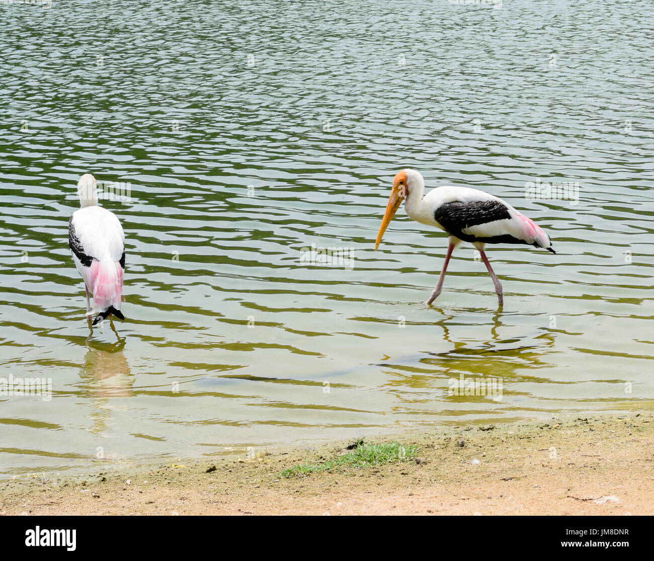 Yellow-billed Stork with copy space Stock Photo - Alamy