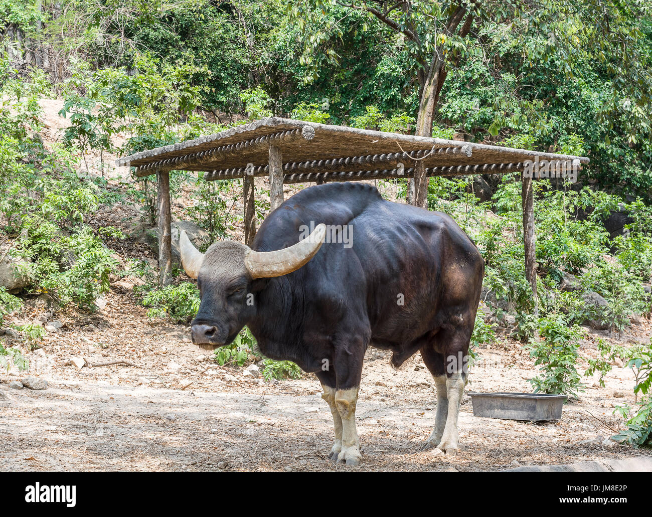 Water buffalo australia hi-res stock photography and images - Alamy