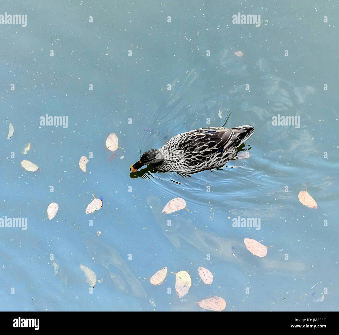Lake with ducks in the water Stock Photo - Alamy