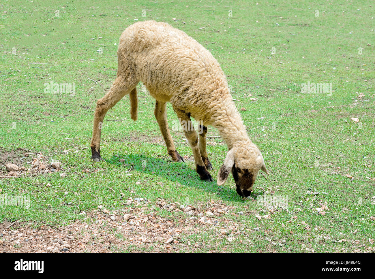 Assaf sheep hi-res stock photography and images - Alamy