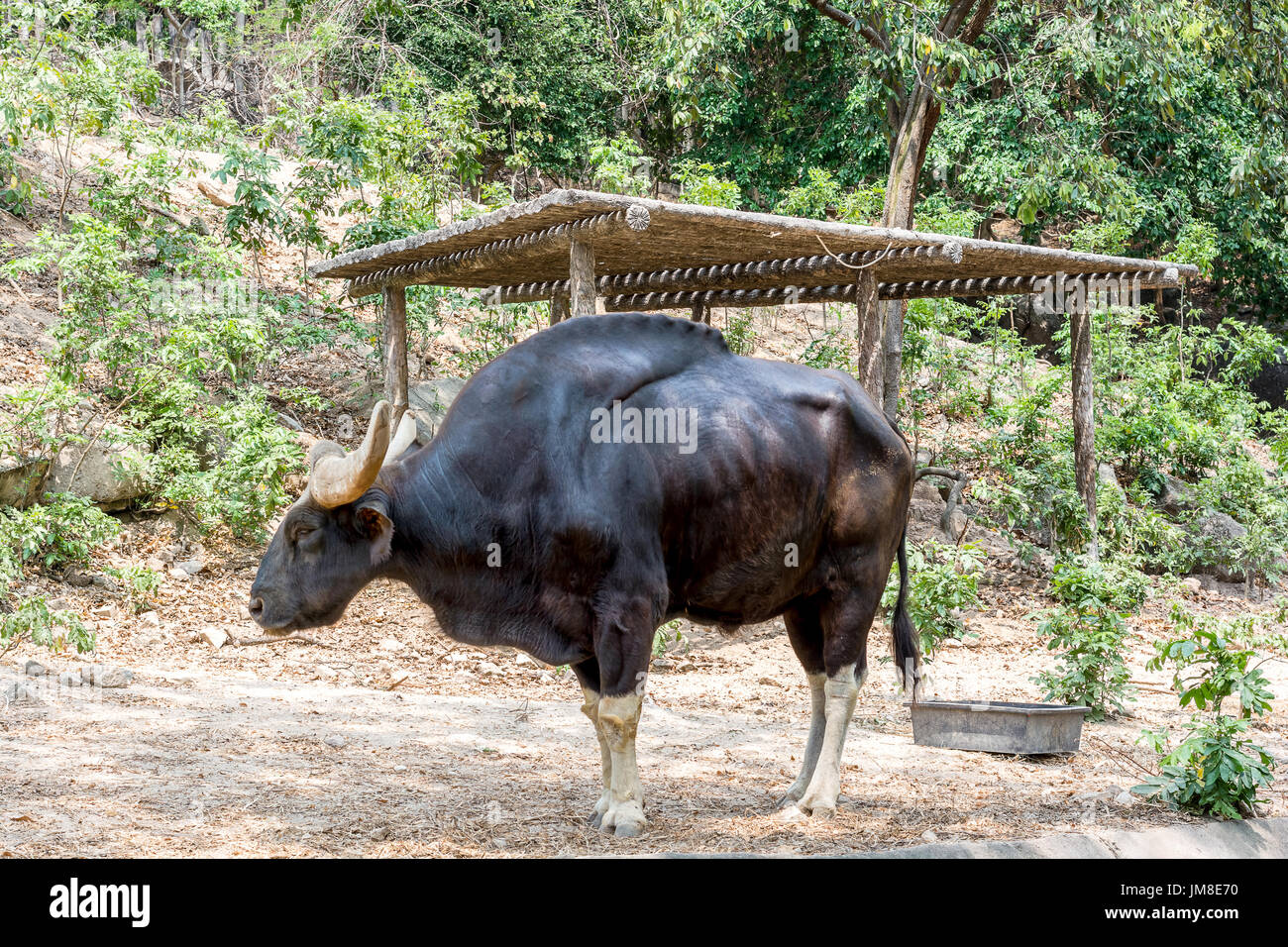 Water buffalo australia hi-res stock photography and images - Alamy