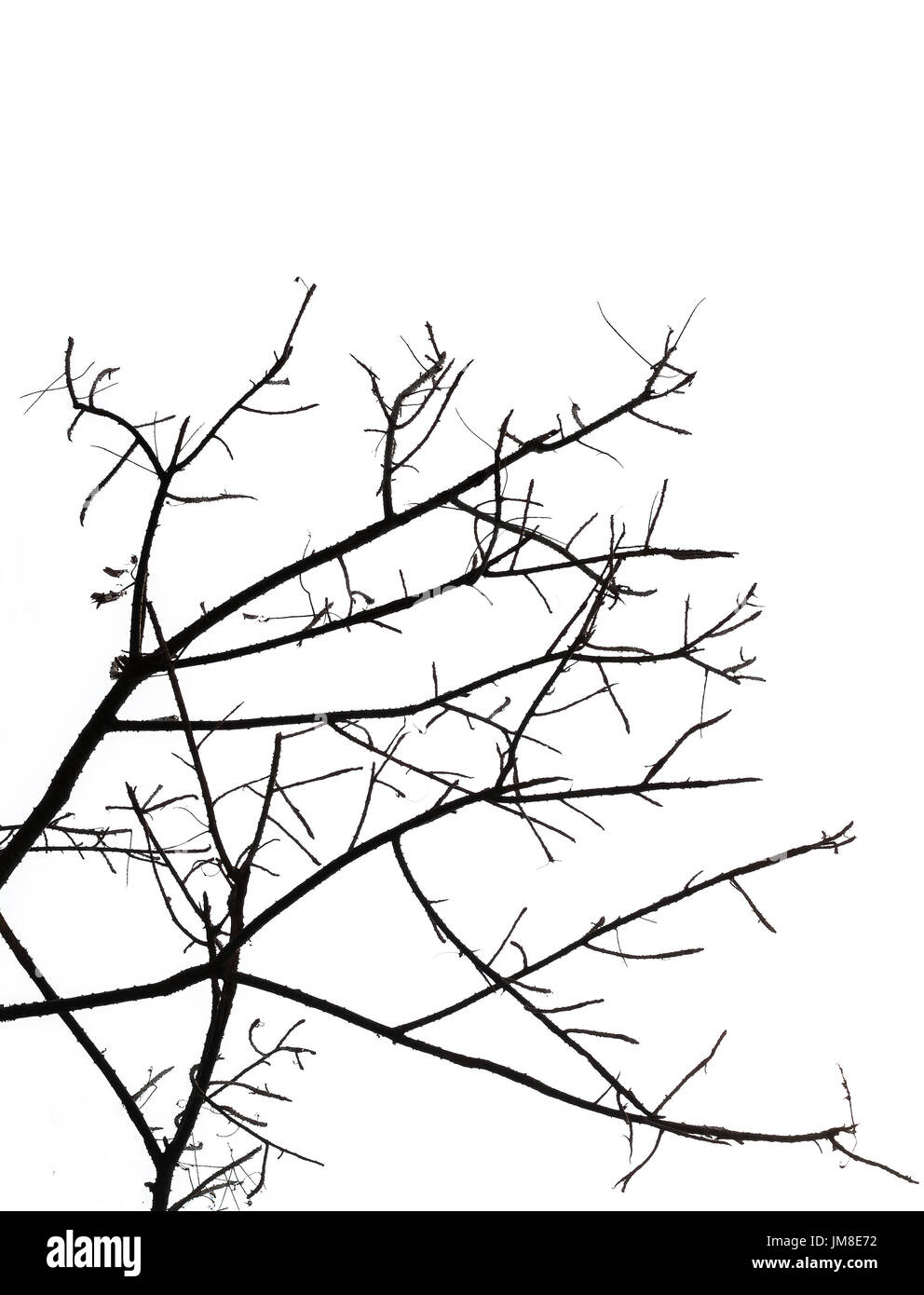 Dead branches isolated on white background with copy space Stock Photo ...