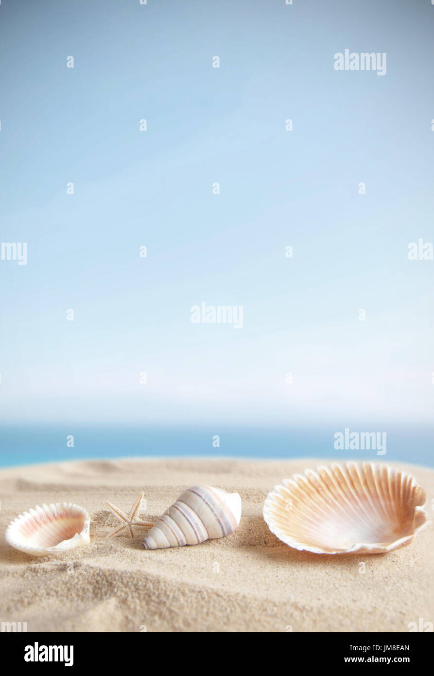 Sea shells on beach sand with blue sky background Stock Photo - Alamy